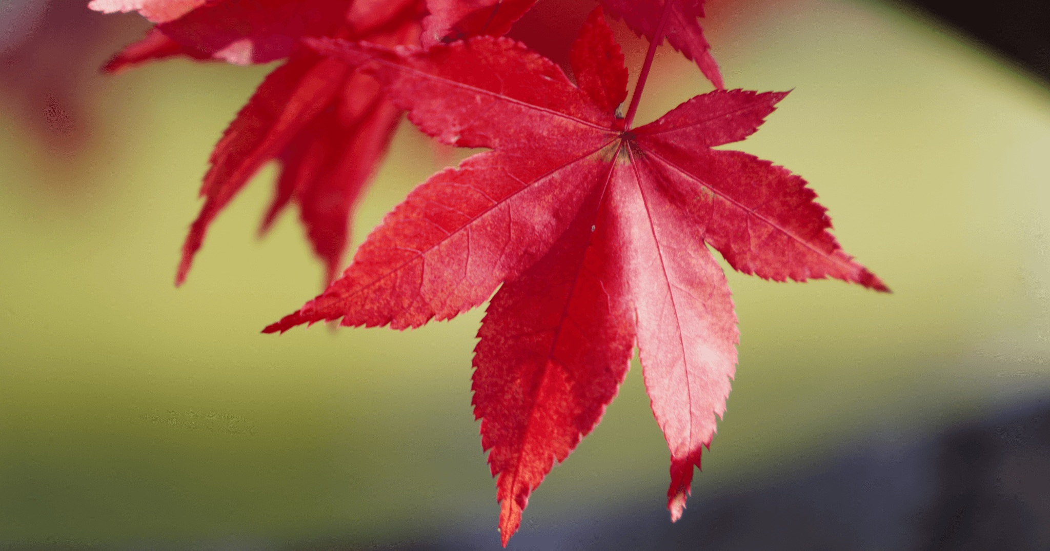 Sento: Experience Japanese Community Baths | JAPANavigator